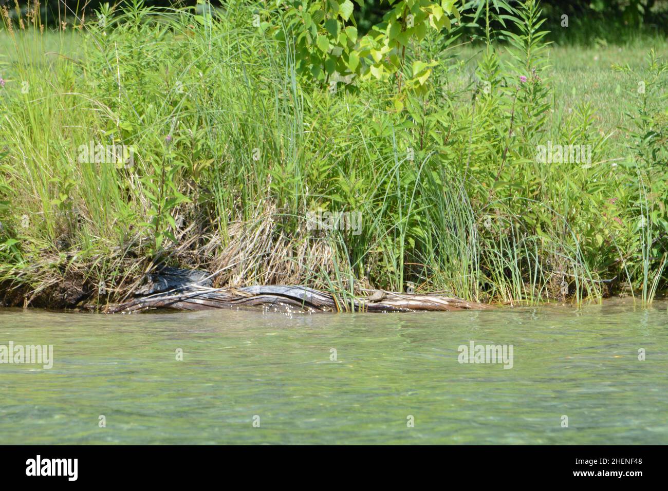 Northern Map Turtle (Graptemys geographica) from Leelanau County ...
