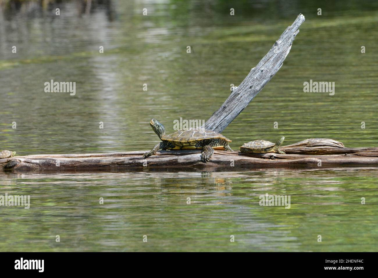 Northern Map Turtle (Graptemys geographica) from Leelanau County ...