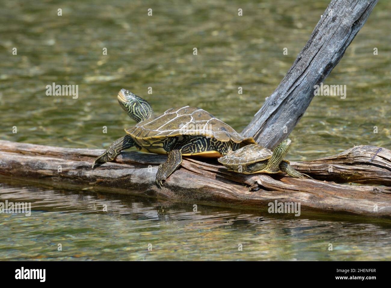 Northern Map Turtle (Graptemys geographica) from Leelanau County ...