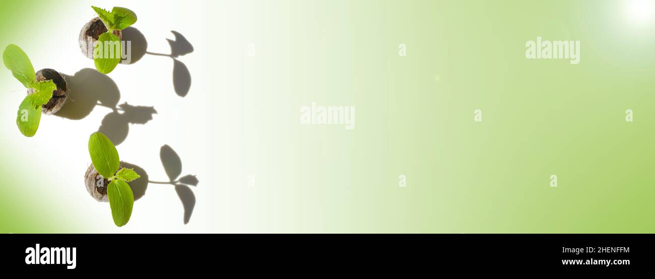 cucumbers seedlings.plant growing and farming banner. Cucumbers plants ...