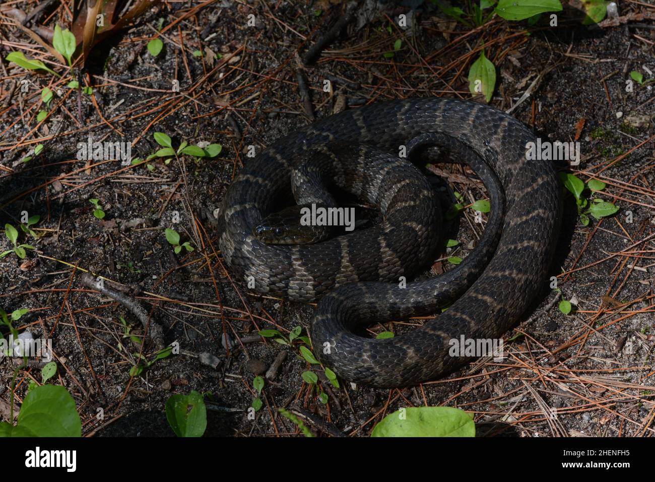 Northern Watersnake (Nerodia sipedon sipedon) from Leelanau County ...