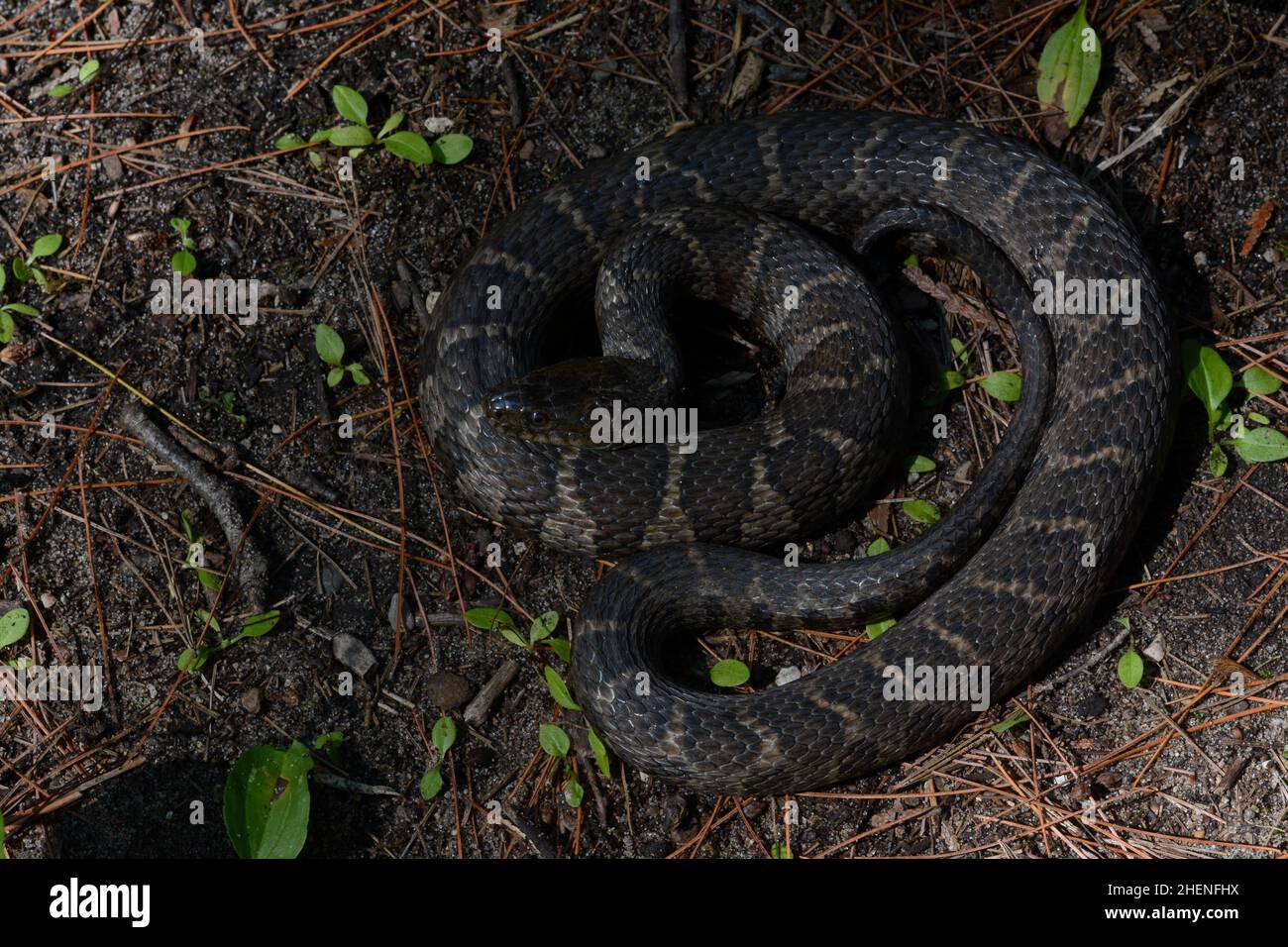 Northern Watersnake (Nerodia sipedon sipedon) from Leelanau County ...