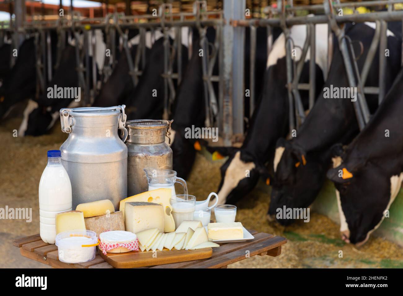 Dairy products - milk, cheese, cottage cheese on the background of cows ...