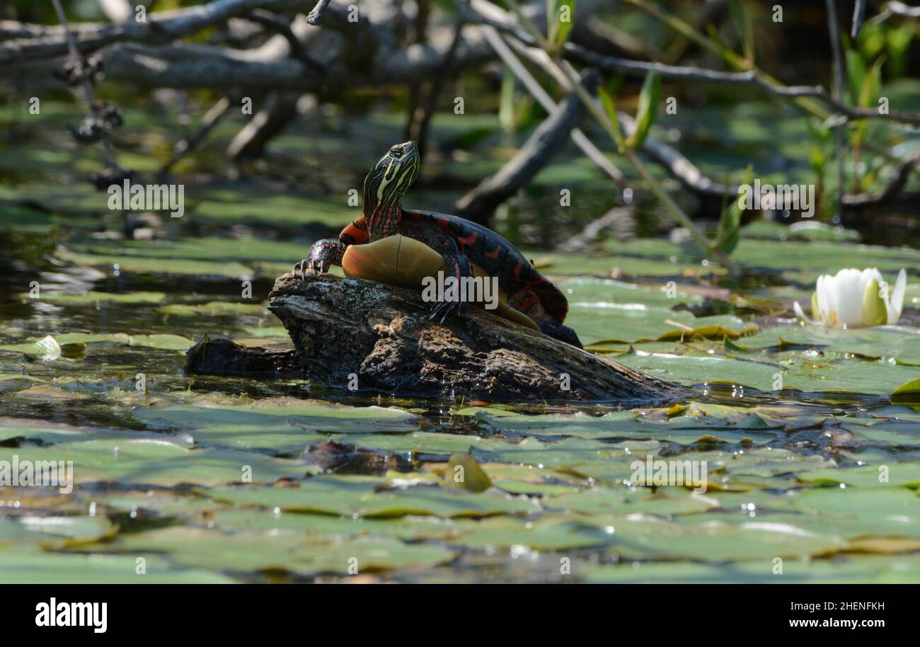 Midland painted turtles hi-res stock photography and images - Alamy