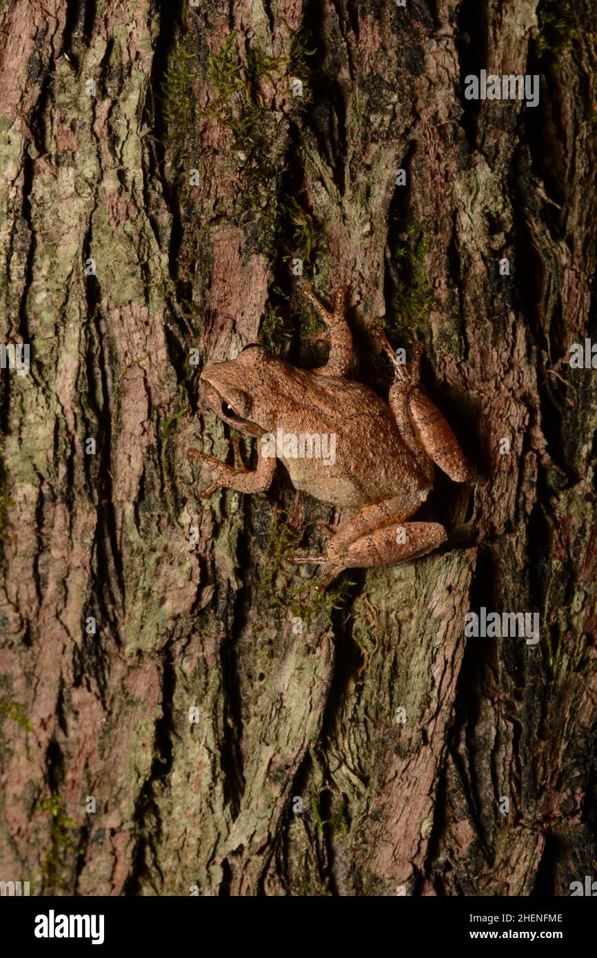 Spring peeper treefrog hi-res stock photography and images - Alamy
