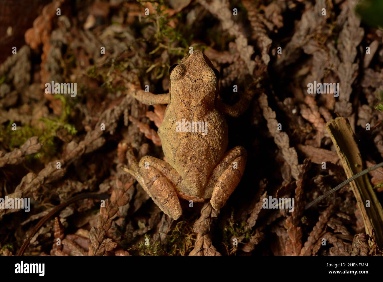 Spring Peeper (Pseudacris crucifer) from Leelanau County, Michigan, USA ...