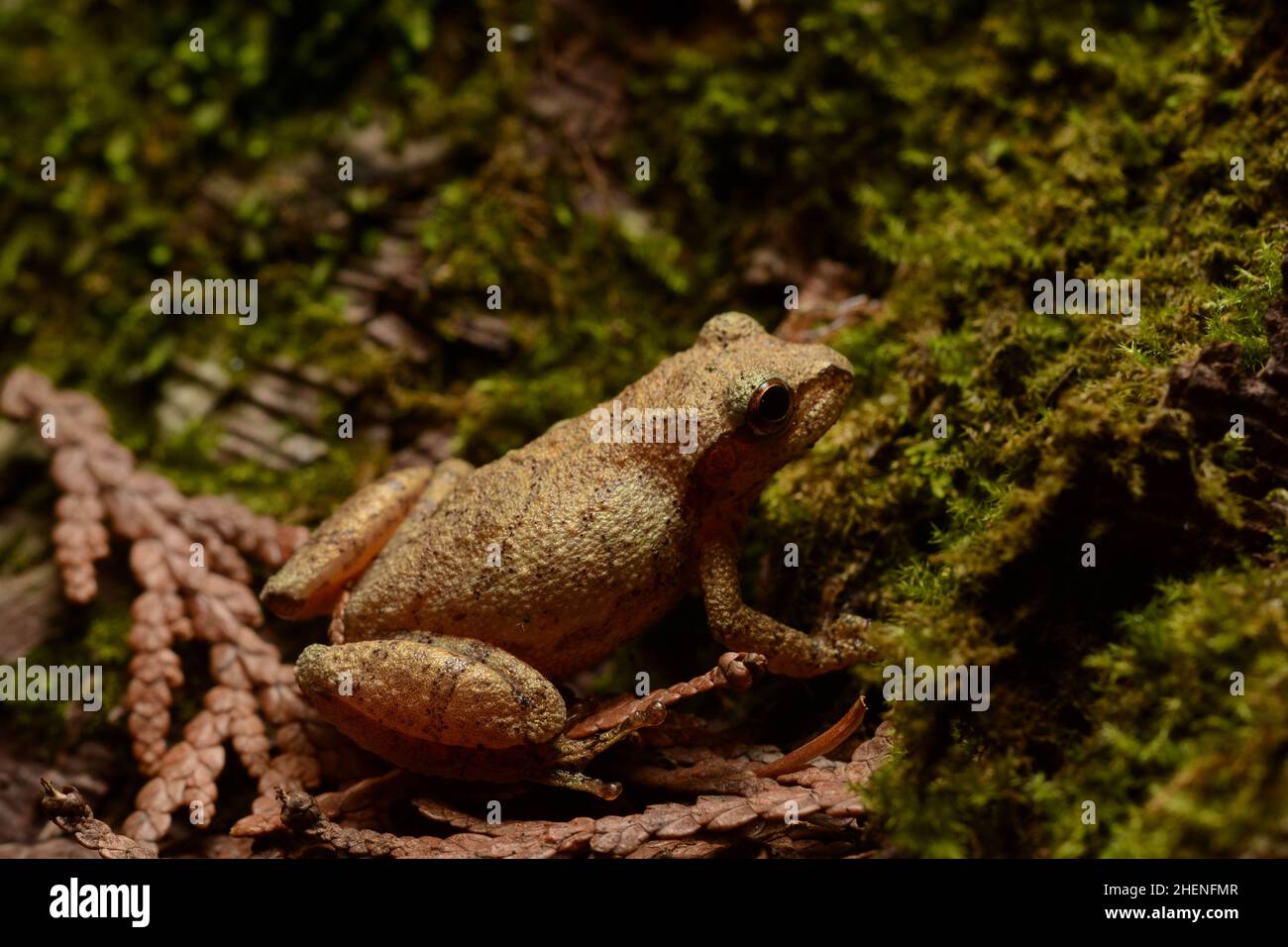 Spring Peeper (Pseudacris crucifer) from Leelanau County, Michigan, USA ...