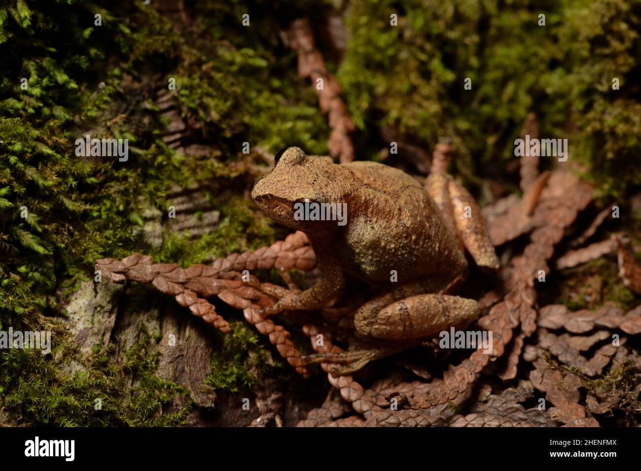 Spring Peeper (Pseudacris crucifer) from Leelanau County, Michigan, USA ...