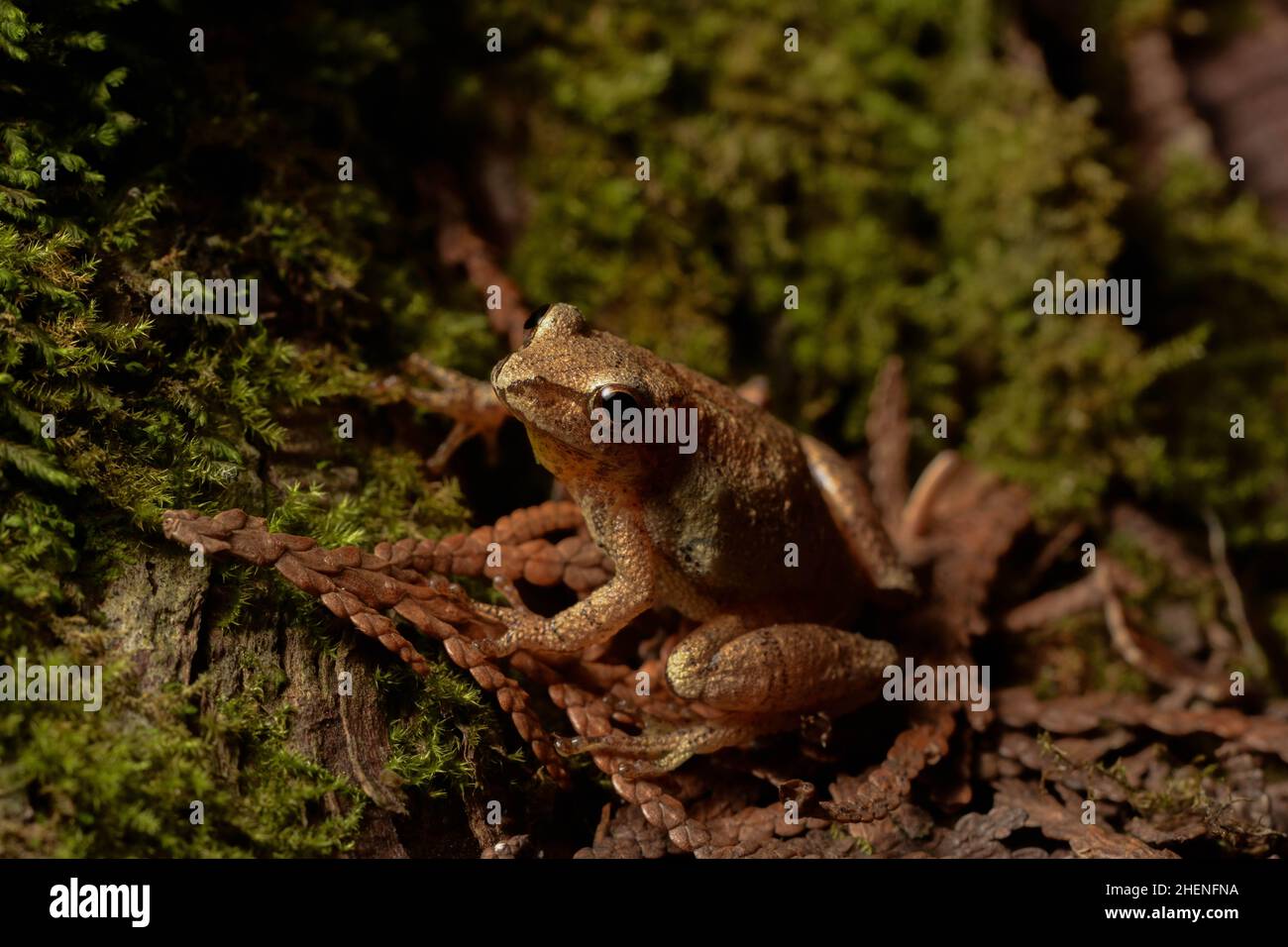 Spring Peeper (Pseudacris crucifer) from Leelanau County, Michigan, USA ...