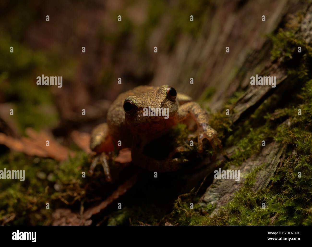 Spring Peeper (Pseudacris crucifer) from Leelanau County, Michigan, USA ...