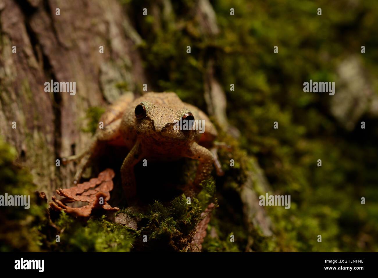 Spring Peeper (Pseudacris crucifer) from Leelanau County, Michigan, USA ...