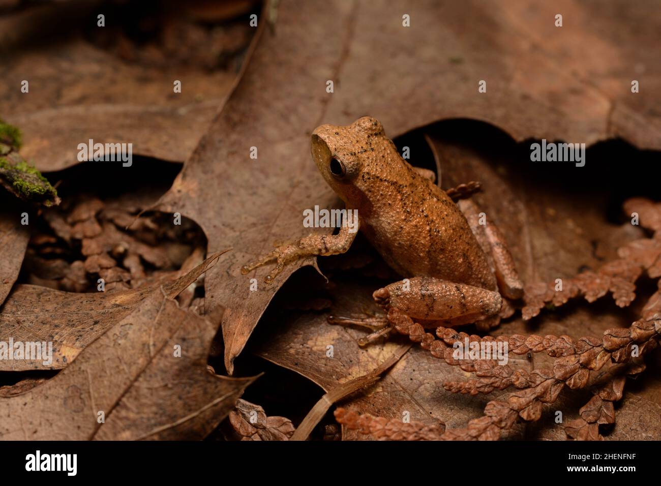 Spring peeper treefrog hi-res stock photography and images - Alamy
