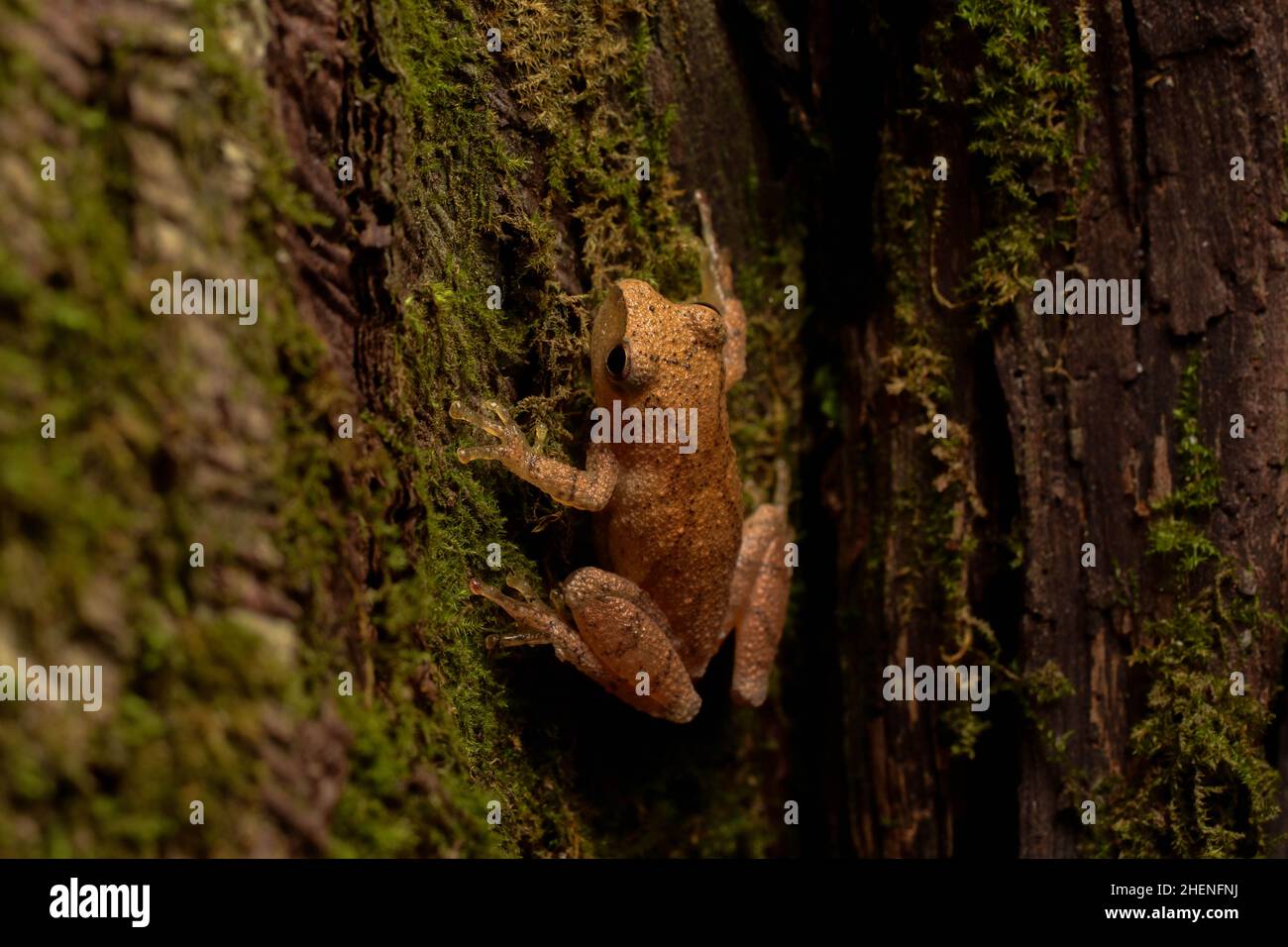 Spring Peeper (Pseudacris crucifer) from Leelanau County, Michigan, USA ...
