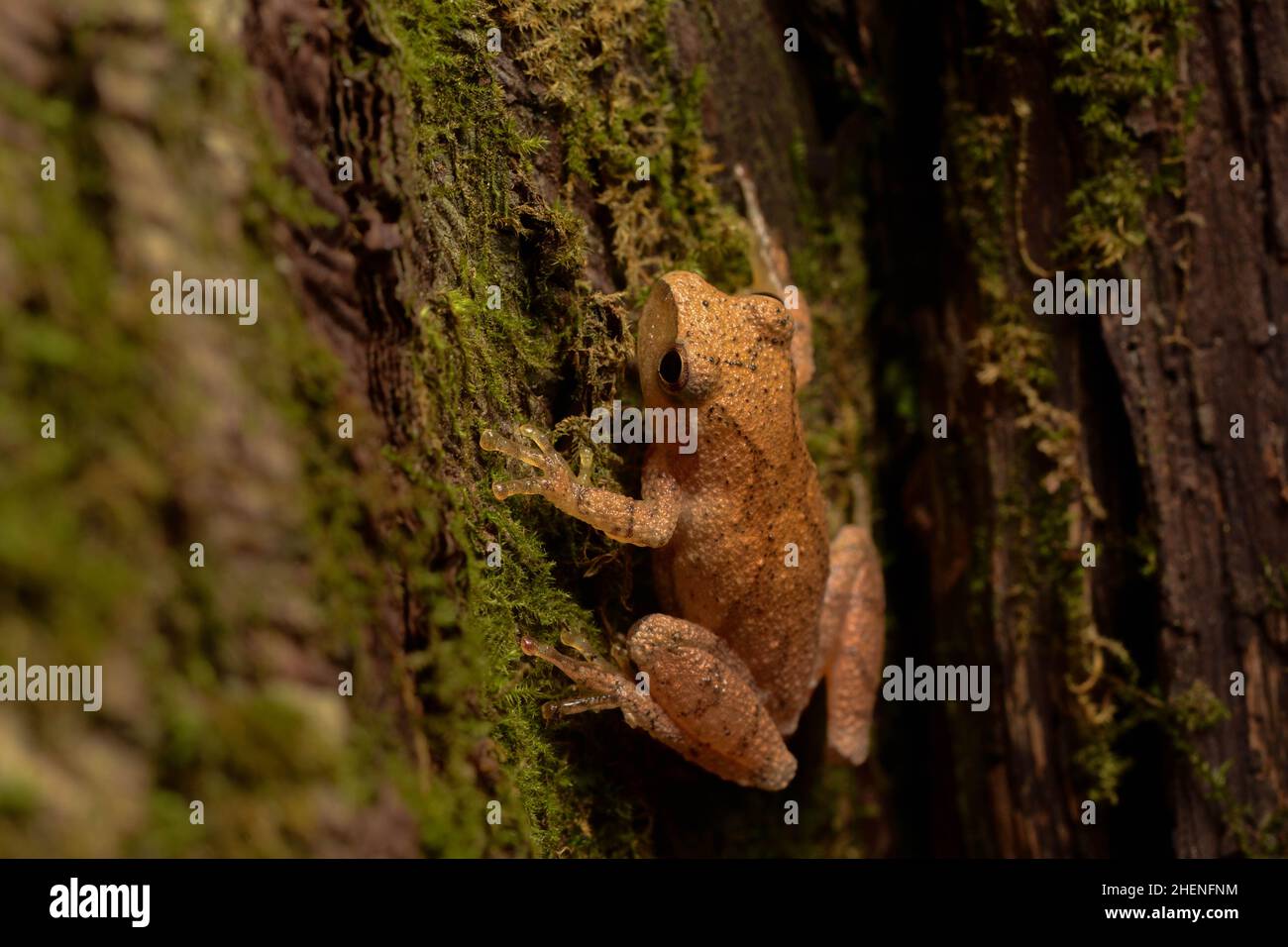 Spring Peeper (Pseudacris crucifer) from Leelanau County, Michigan, USA ...