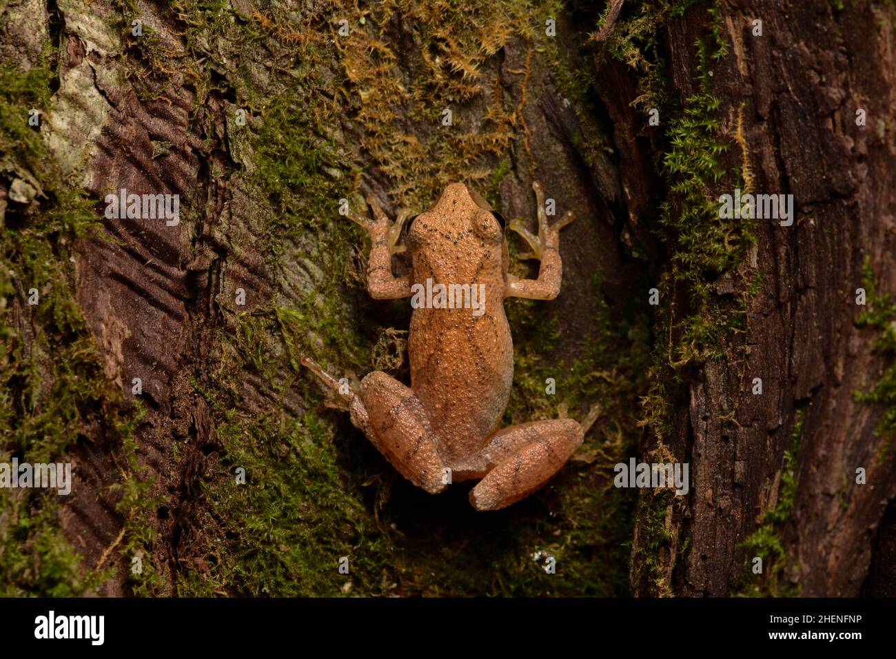 Spring Peeper (Pseudacris crucifer) from Leelanau County, Michigan, USA ...