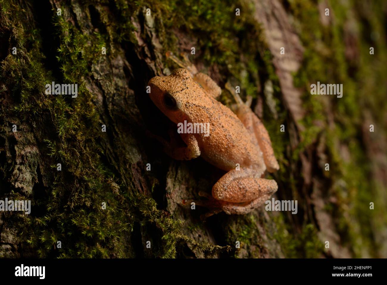 Spring peeper pseudacris crucifer hi-res stock photography and images ...
