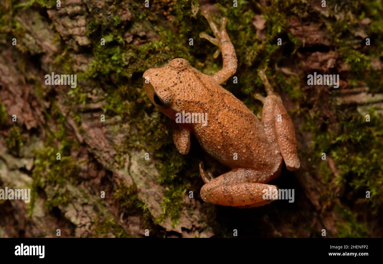 Spring peeper pseudacris crucifer hi-res stock photography and images ...