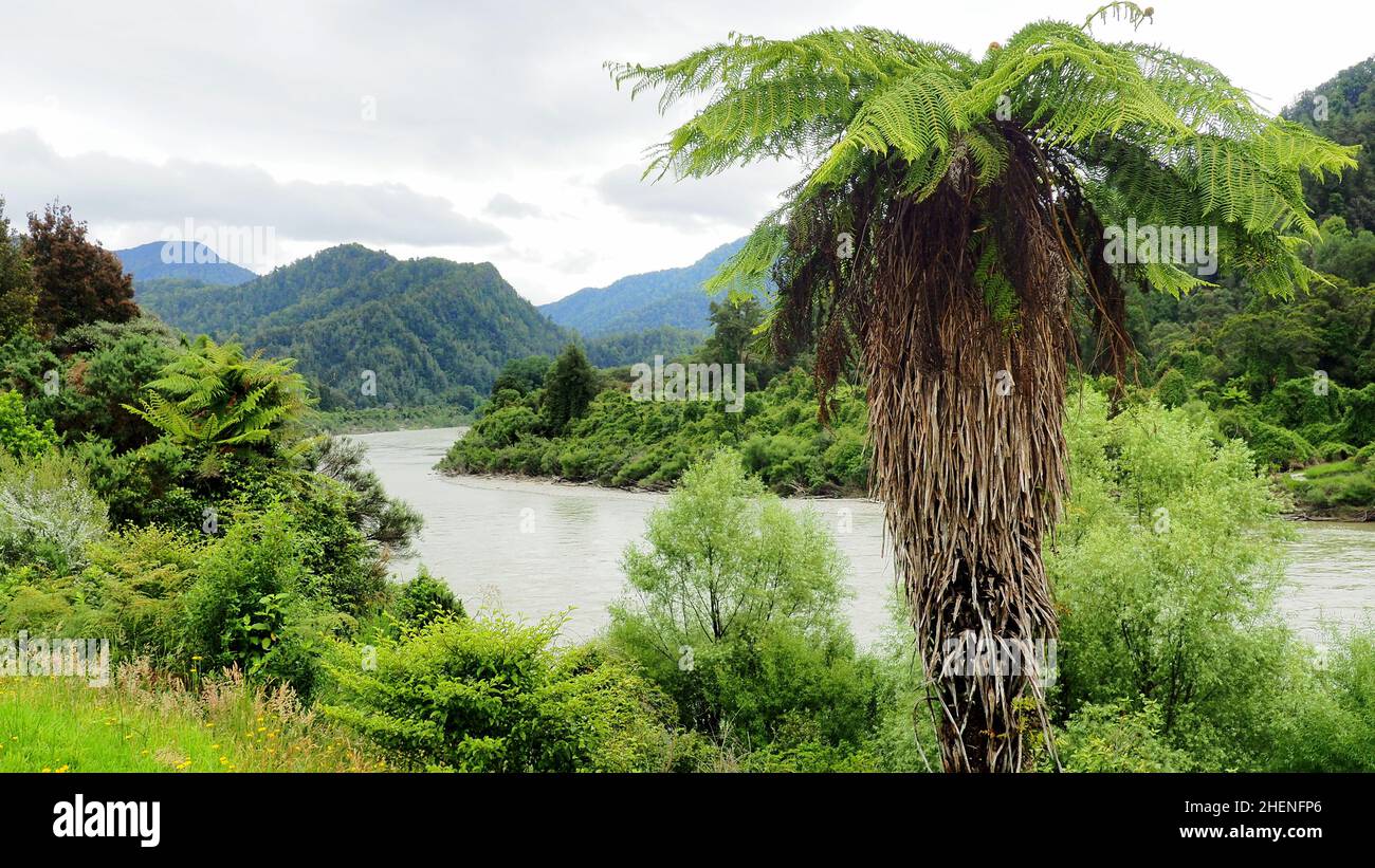 Tree fern and native bush on a bend in the Wairau River, NZ Stock Photo ...
