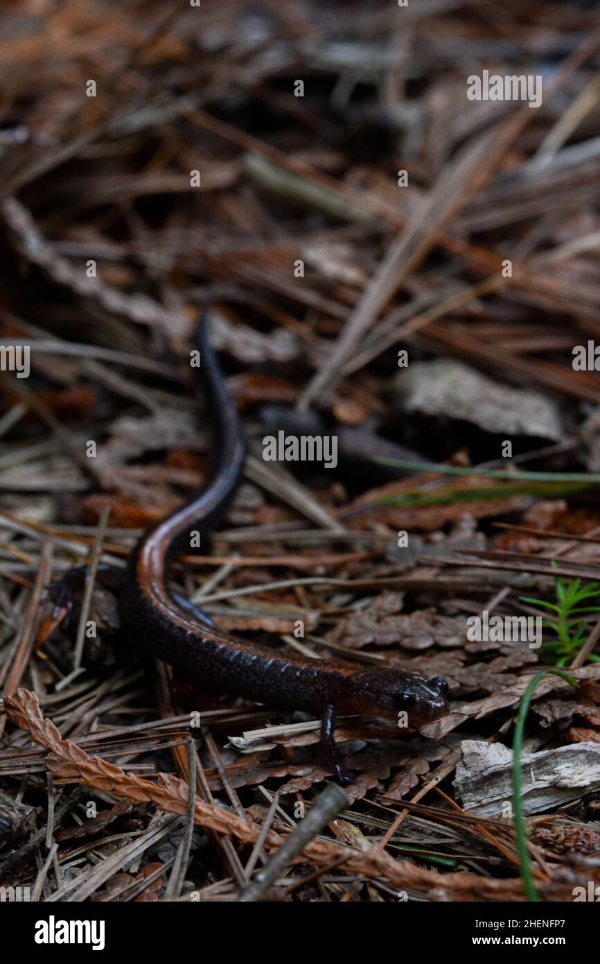 Eastern red backed salamander hi-res stock photography and images - Alamy