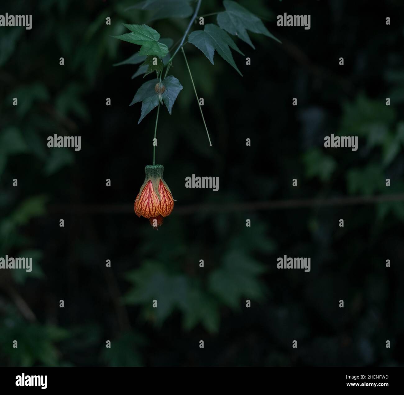 Golden Bell Flowers in the Sun Stock Photo - Alamy