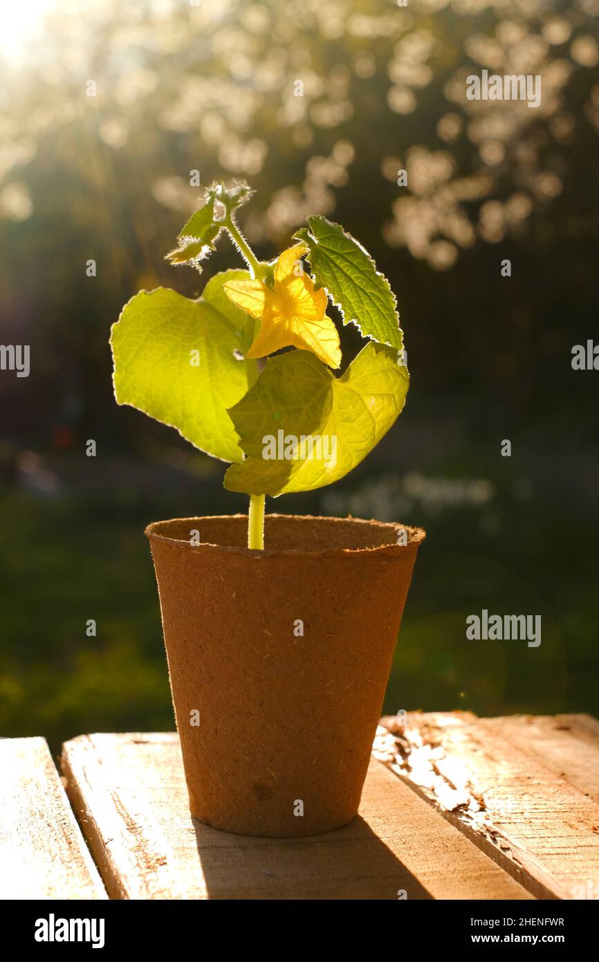 Green seedlings in peat cups in the sun in a spring garden.cucumbers ...