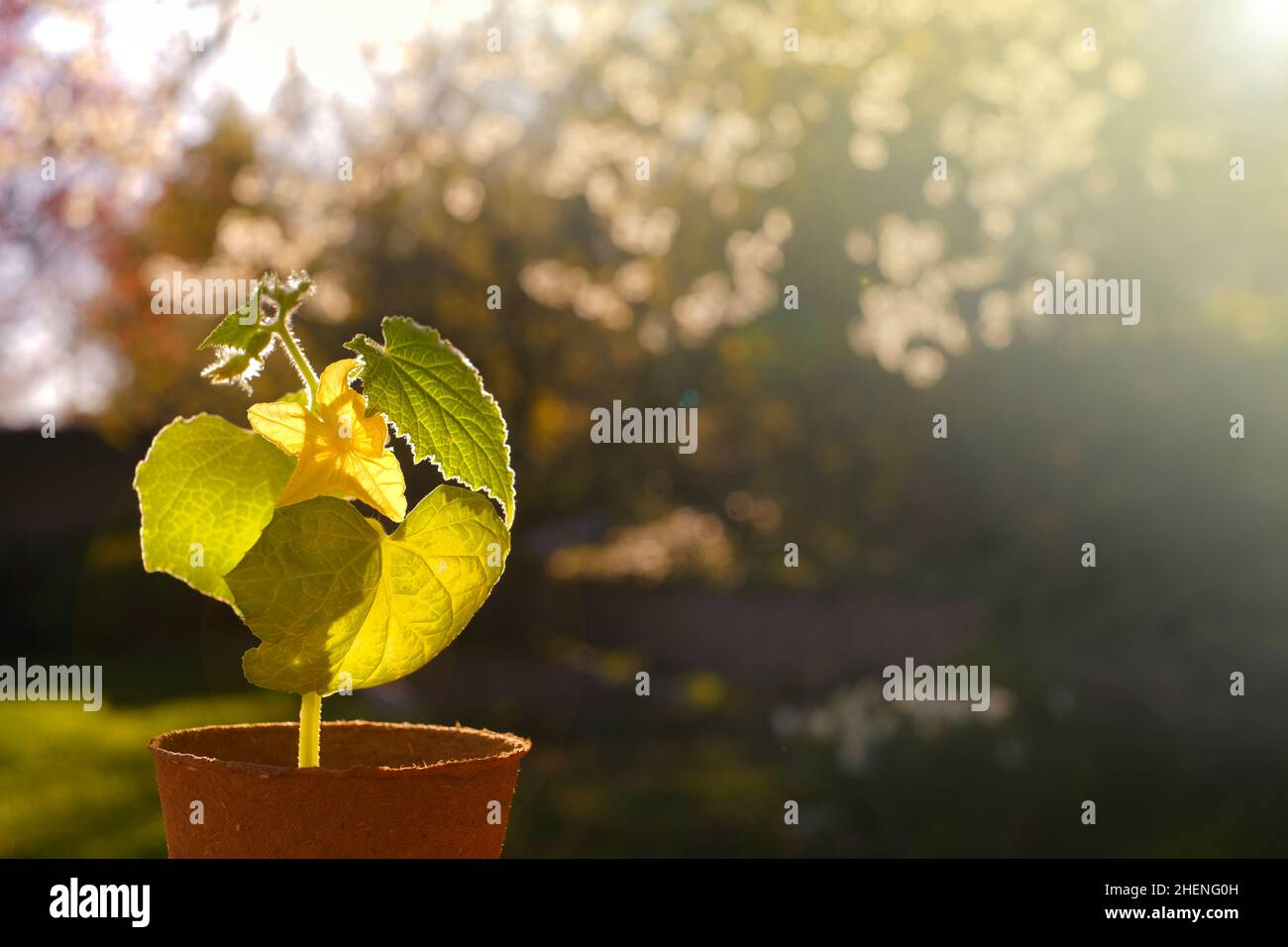 Green seedlings in peat cups in the sun in a spring garden.cucumbers ...