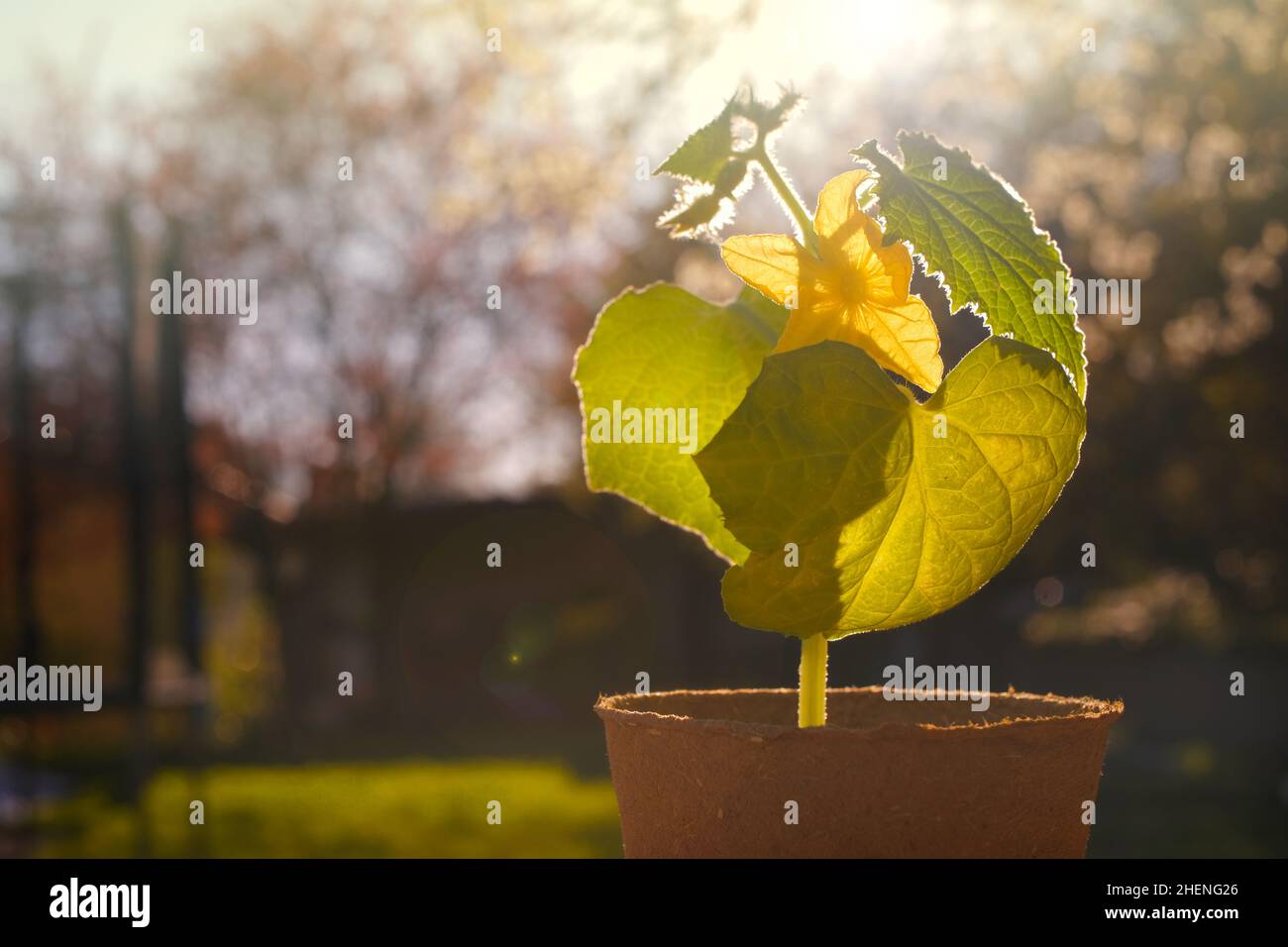 Green seedlings in peat cups in the sun in a garden.cucumbers seedlings ...