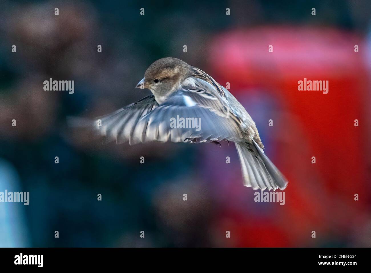 Female House sparrow flight Stock Photo - Alamy