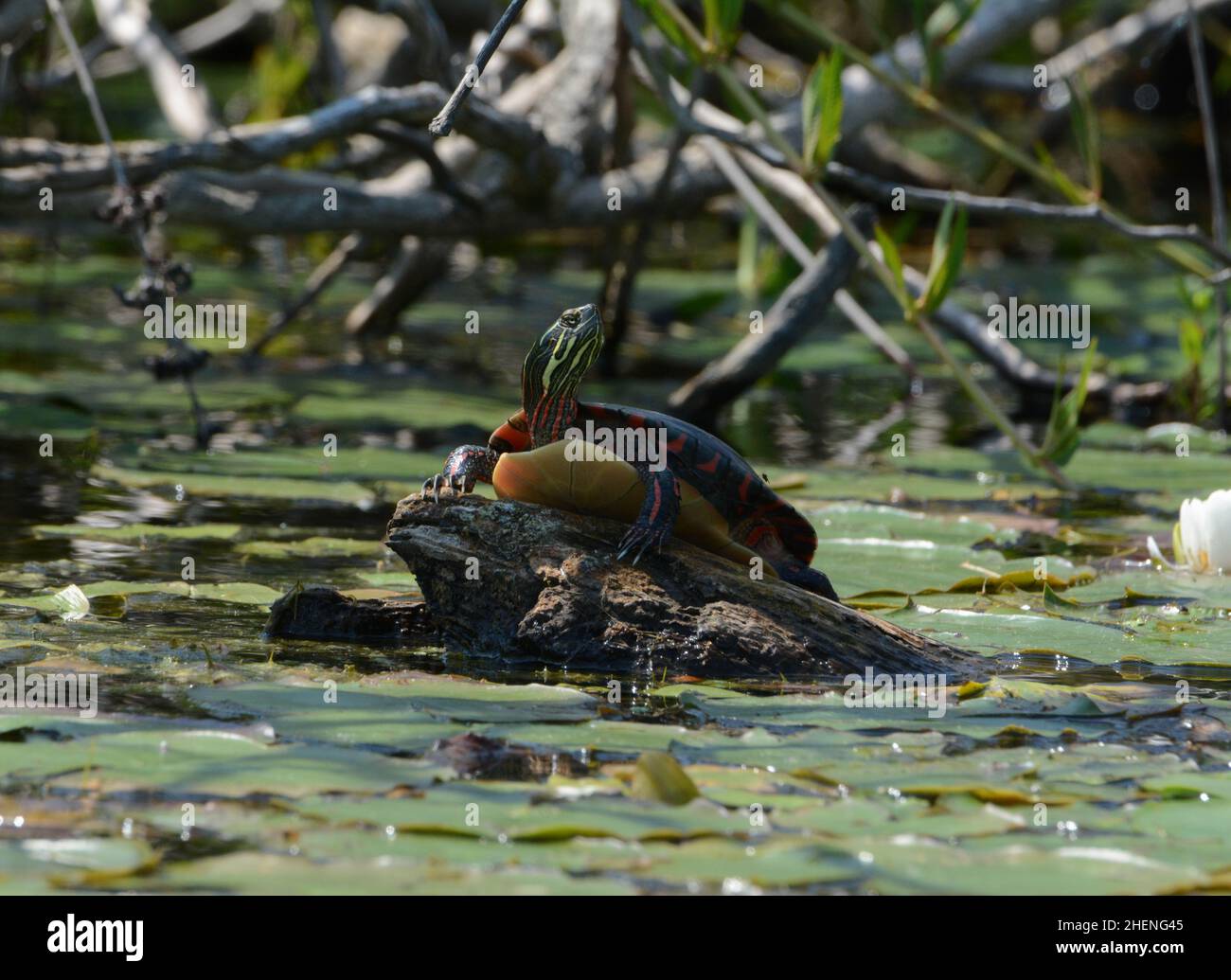 Midland Painted Turtle (Chrysemys picta marginata) from Leelanau County ...