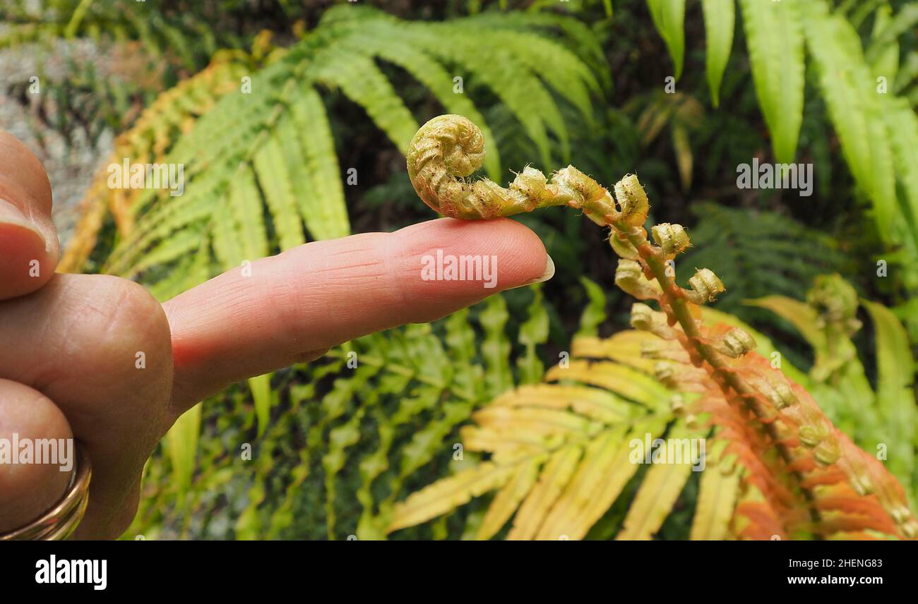 Womans finger under fern frond hi-res stock photography and images - Alamy