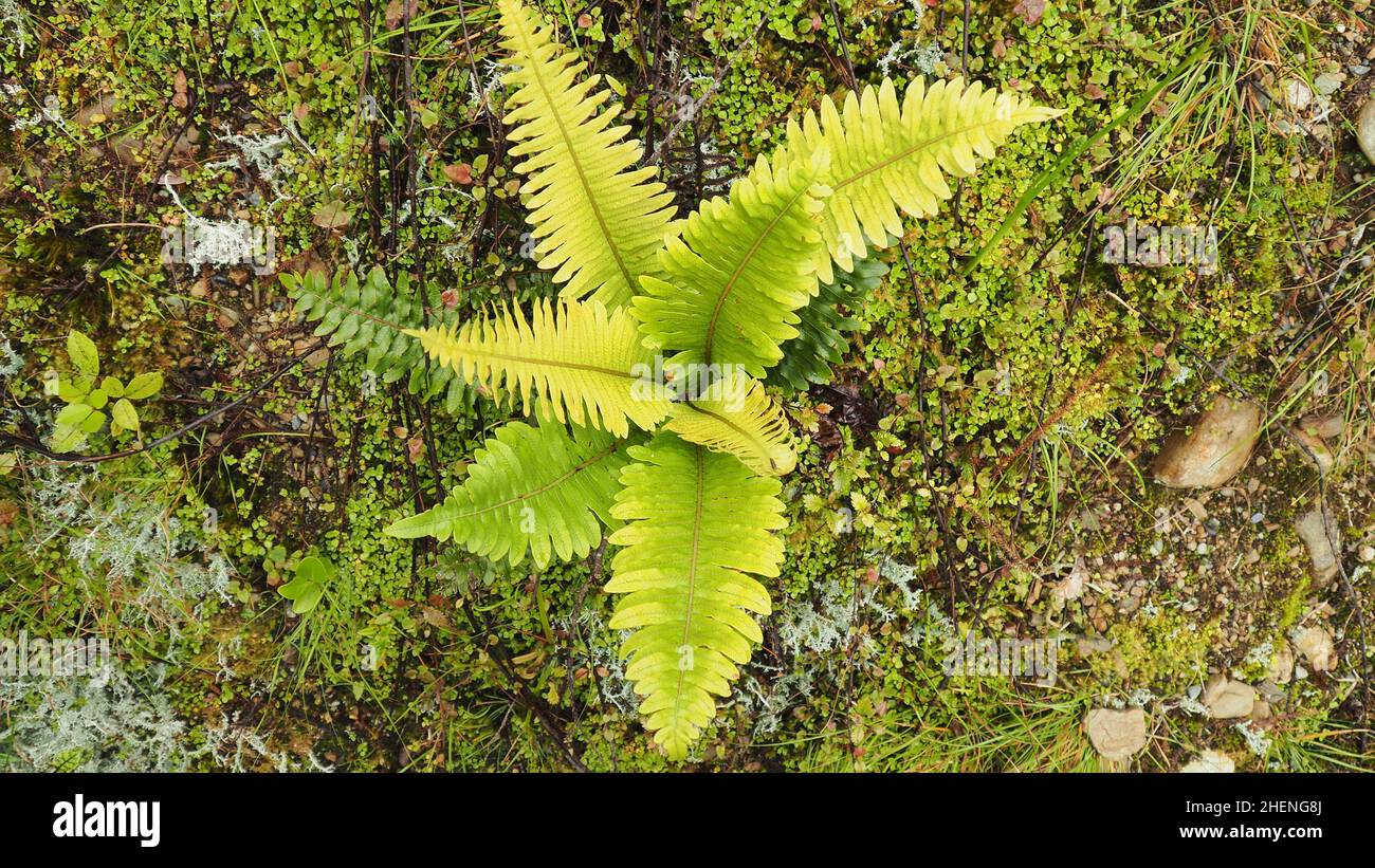 Small fern on the ground in NZ Stock Photo - Alamy