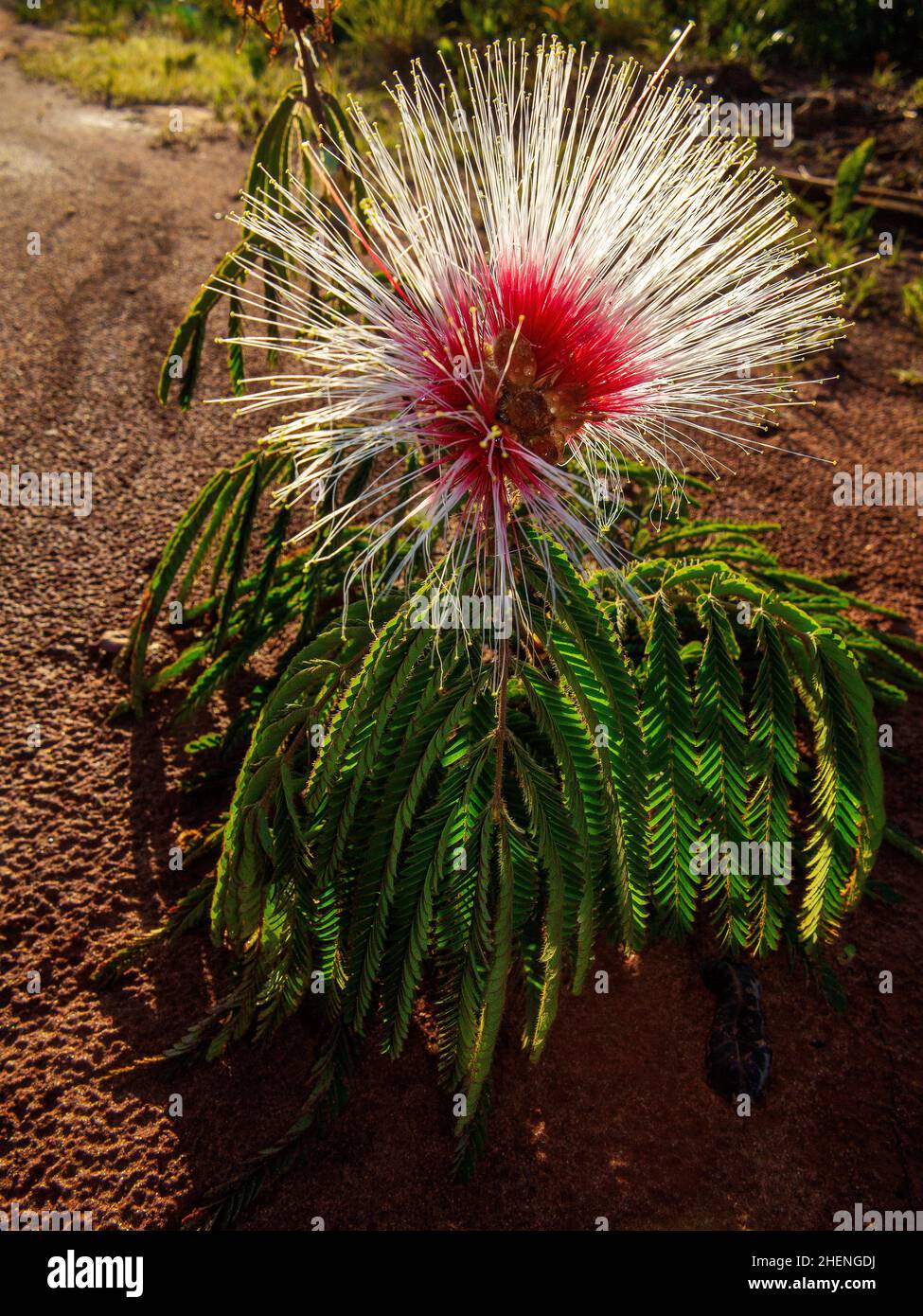 Caliandra gardneri hi-res stock photography and images - Alamy