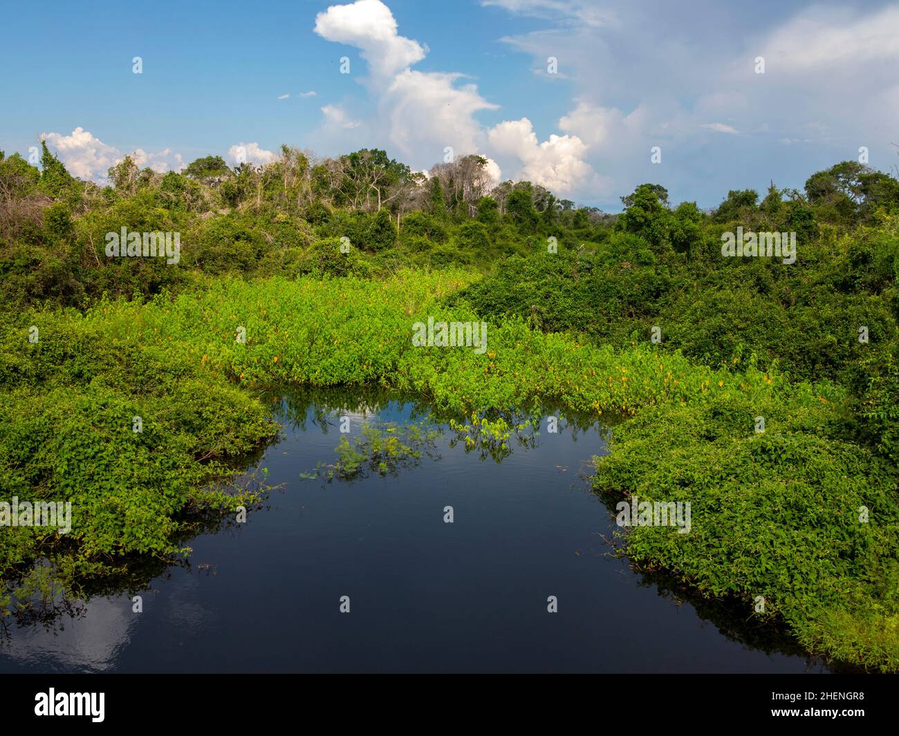 Wild looking corner of the forest as seen from one of the ...