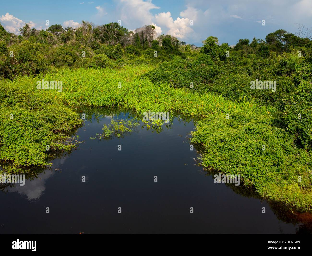 Wild looking corner of the forest as seen from one of the ...