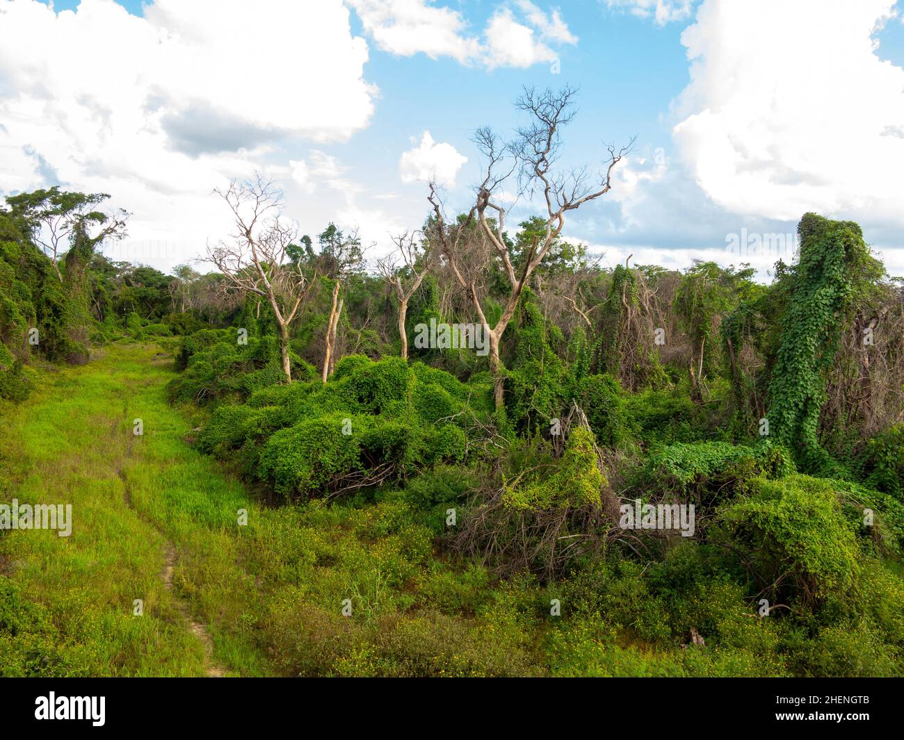 Wild looking corner of the forest as seen from one of the ...