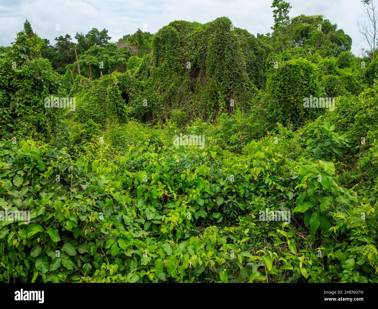Wild looking corner of the forest as seen from one of the ...