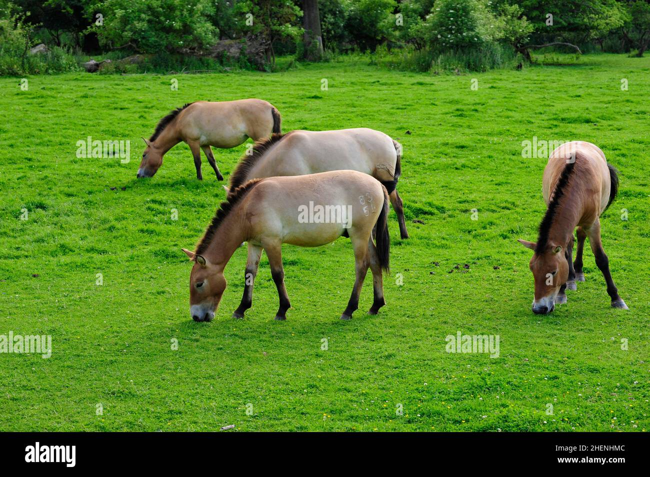 The Przewalski's horse Stock Photo - Alamy