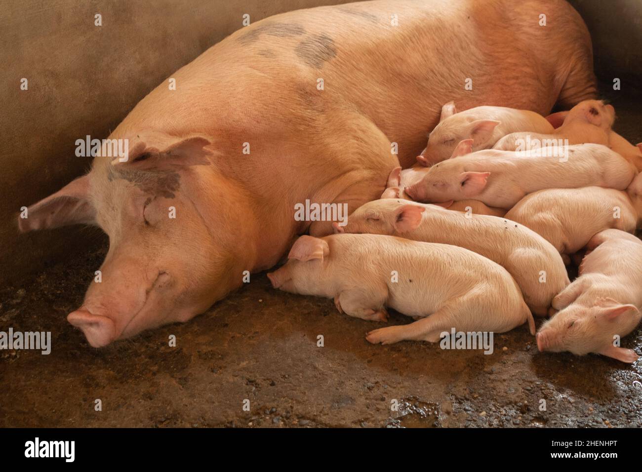 Black boar ranch hi-res stock photography and images - Alamy