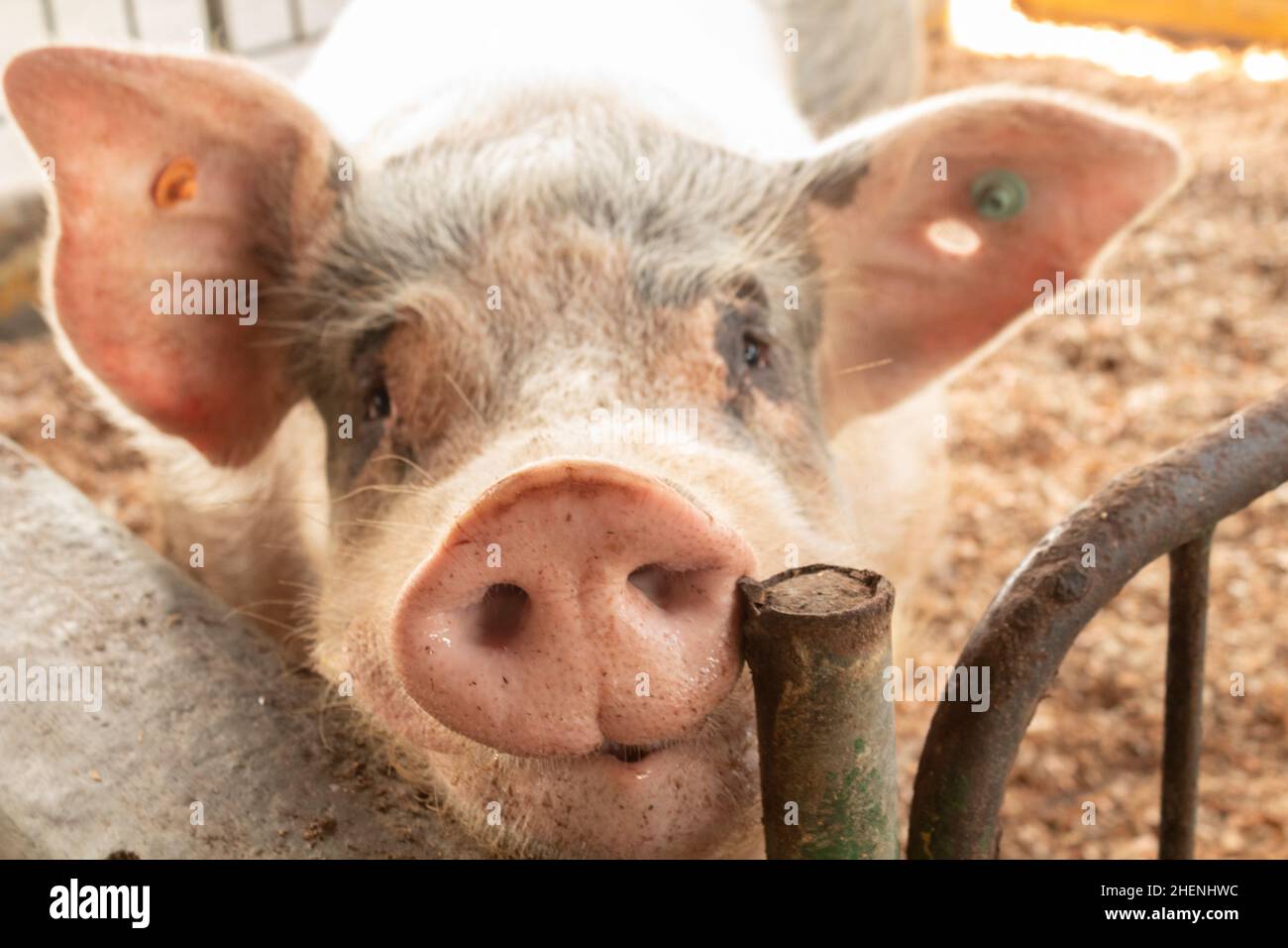 Black boar ranch hi-res stock photography and images - Alamy