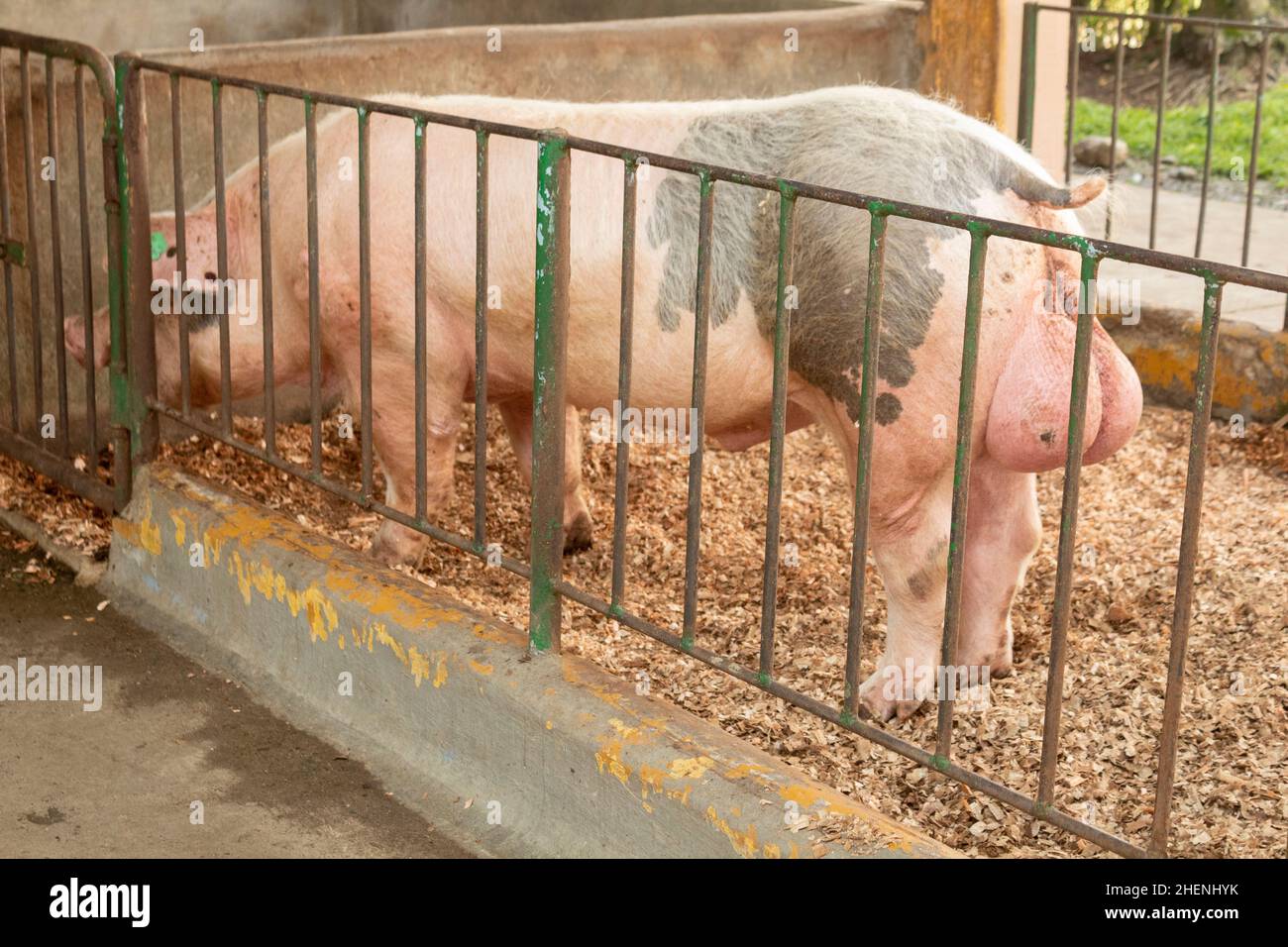 Cute pigs art hi-res stock photography and images - Alamy