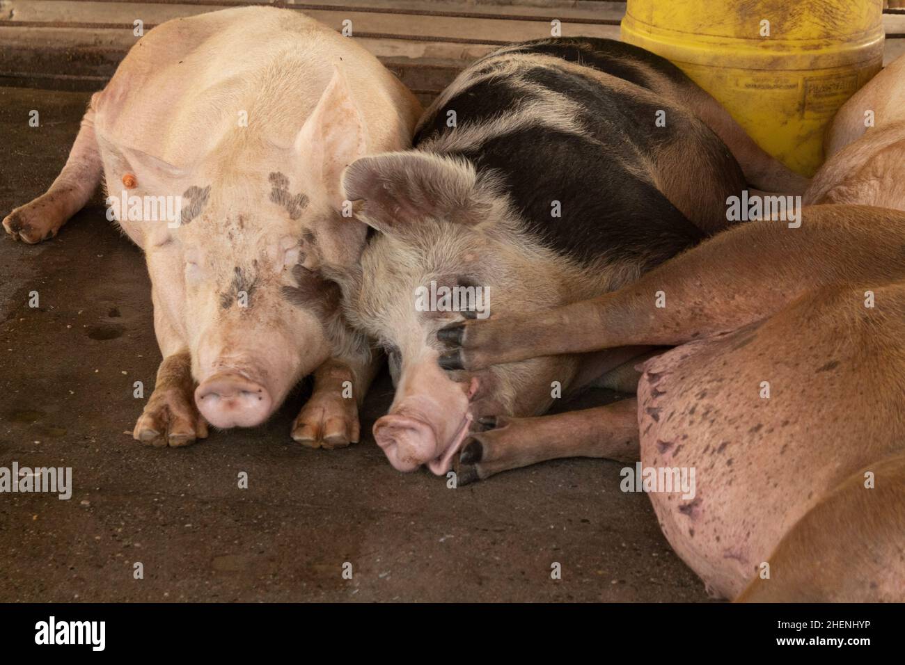 Black boar ranch hi-res stock photography and images - Alamy