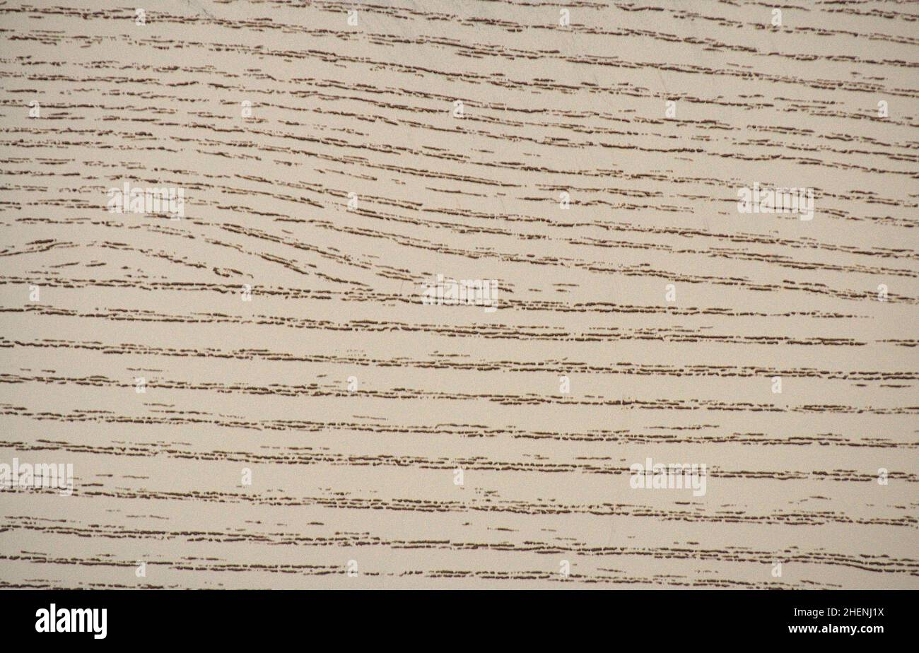 Light walnut, a flat surface of natural light wood close-up. Background ...