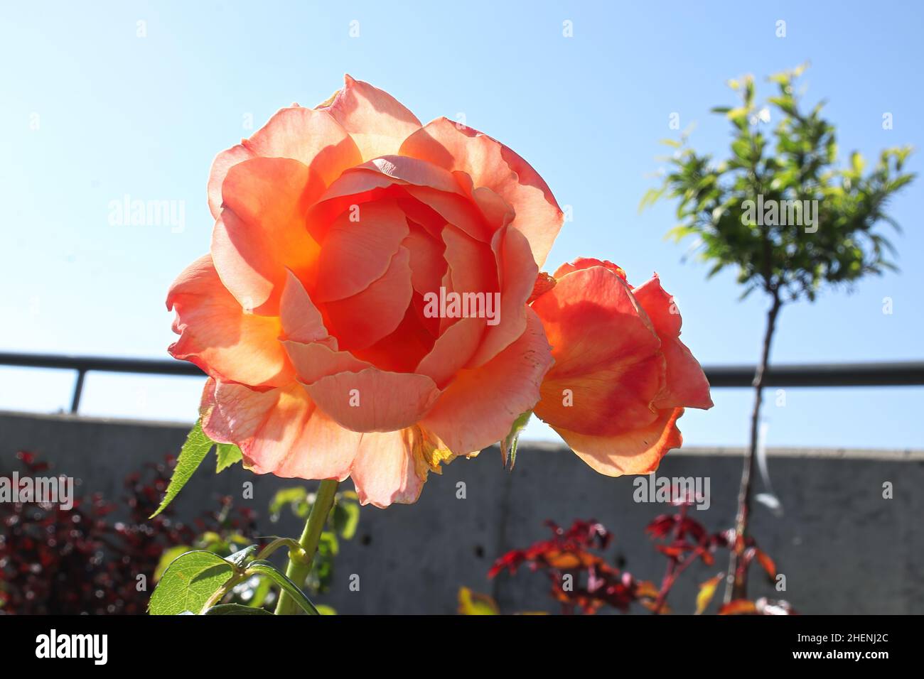 Closeup of peach rose bushes in the summer Stock Photo - Alamy