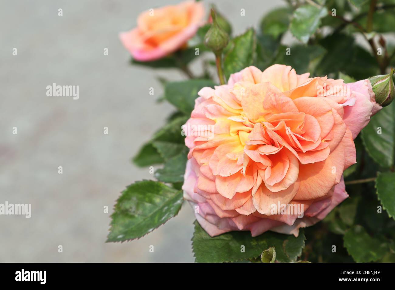 Peach colored roses hi-res stock photography and images - Alamy