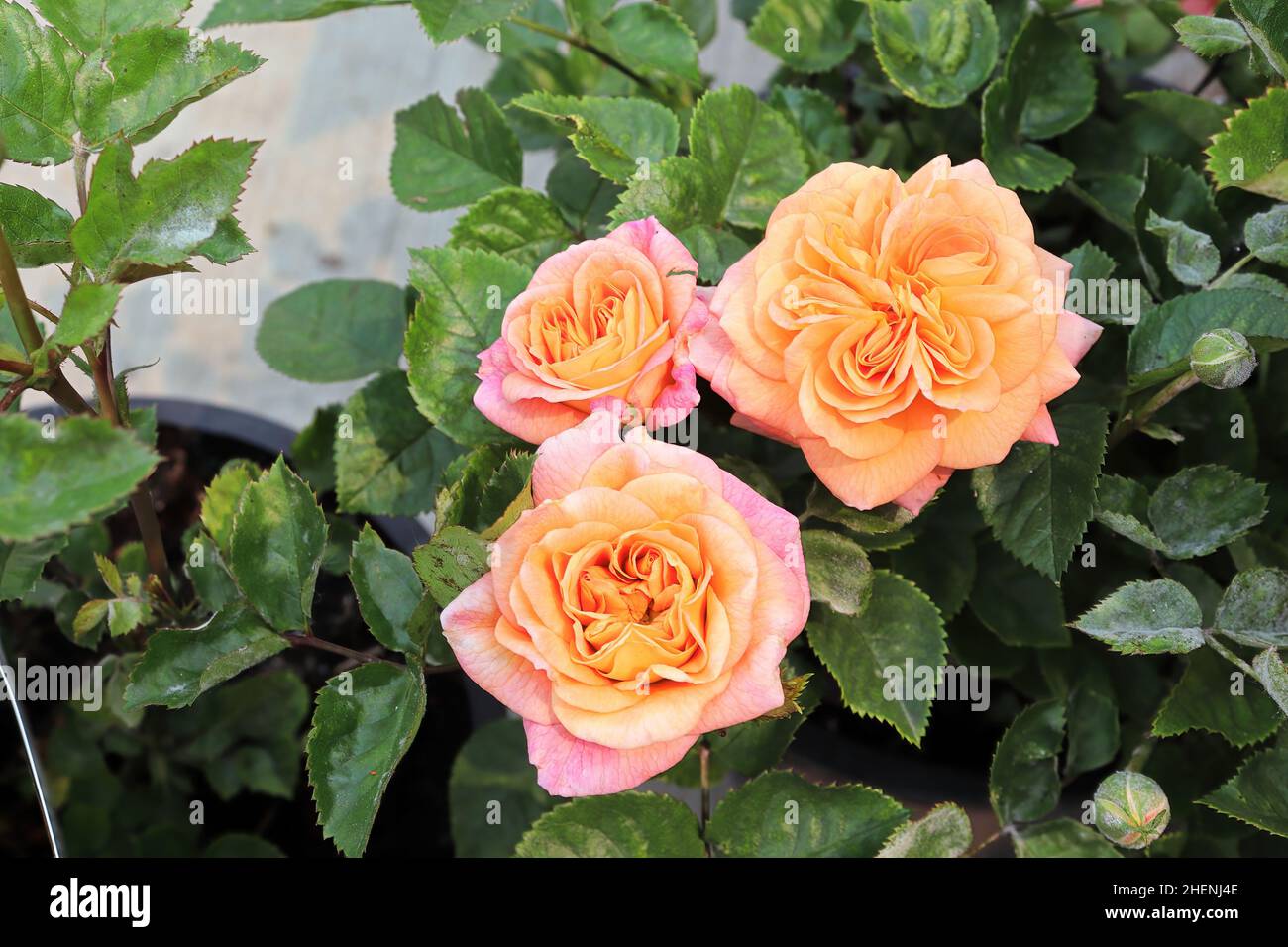 Closeup of peach colored rose flowers on a plant Stock Photo - Alamy