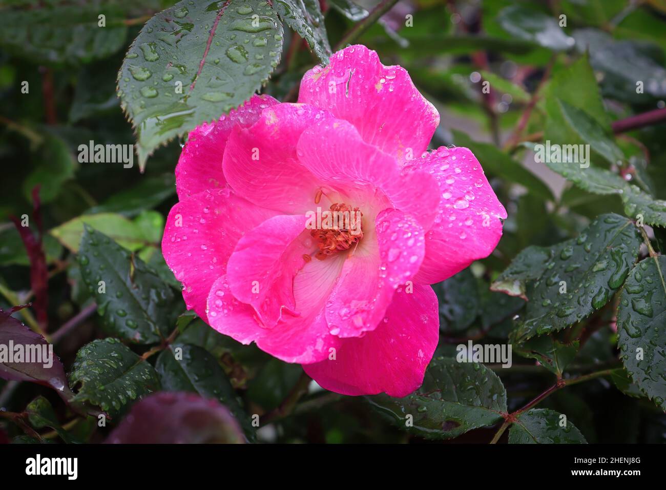 Vibrant green rose bush leaves hi-res stock photography and images - Alamy