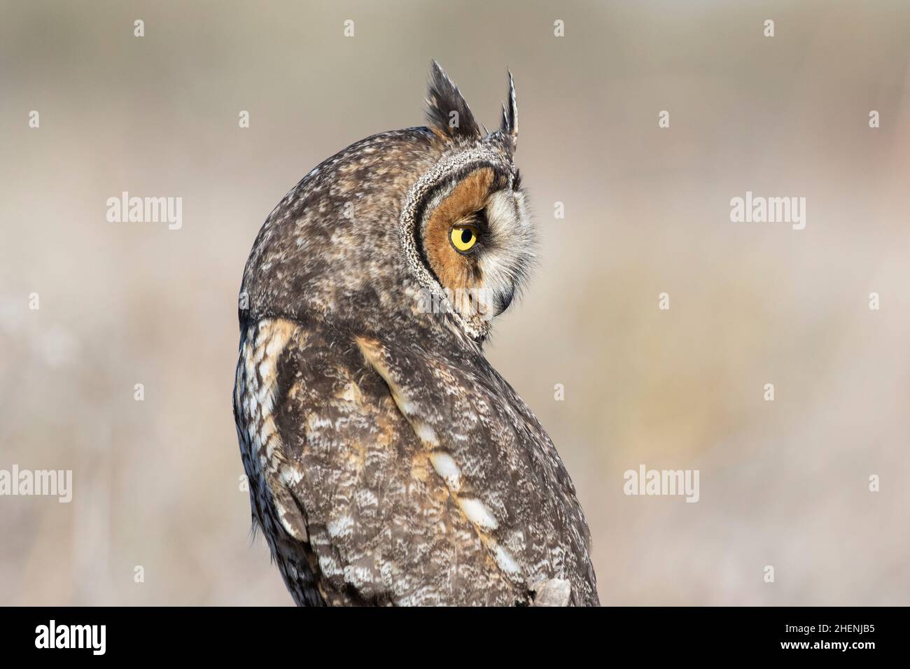 Long Eared Owl Stock Photo - Alamy