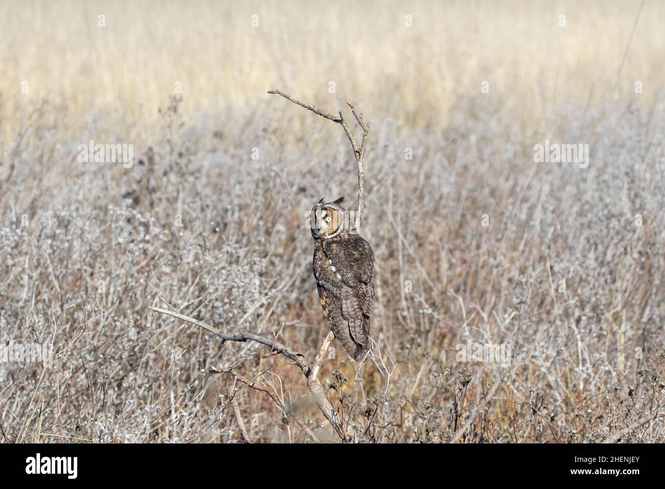 Long Eared Owl Stock Photo - Alamy