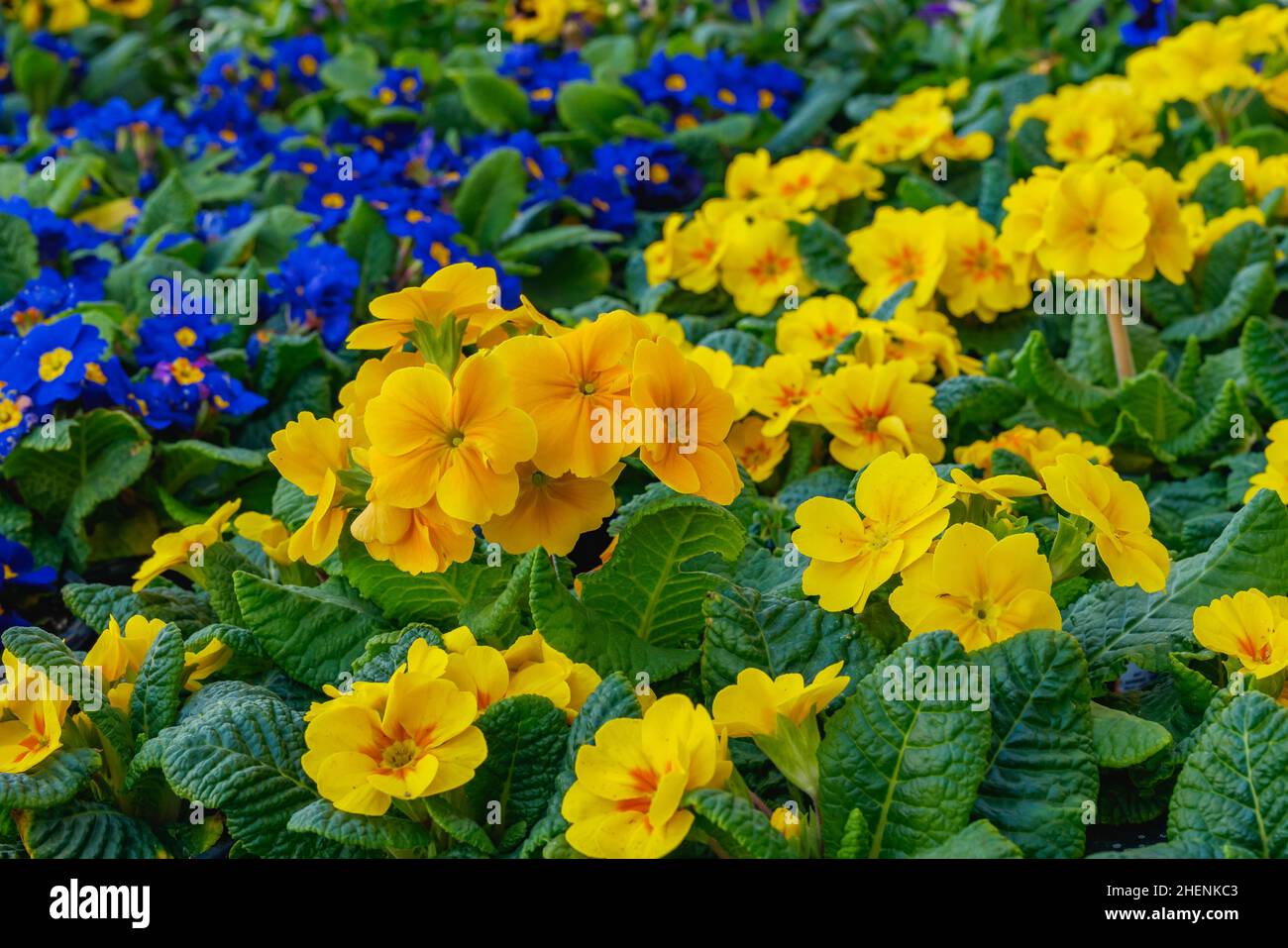 Primrose (Primula vulgaris) in bloom. Beautiful blossom of yellow and ...