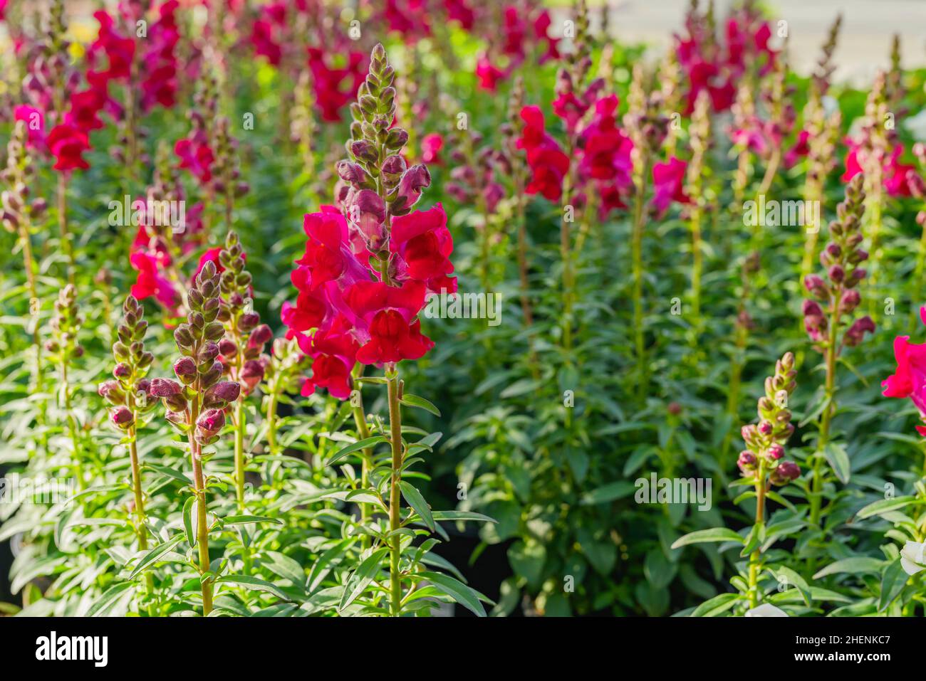 Snapdragon flowers in bloom. Antirrhinum flowers in pots close up Stock ...